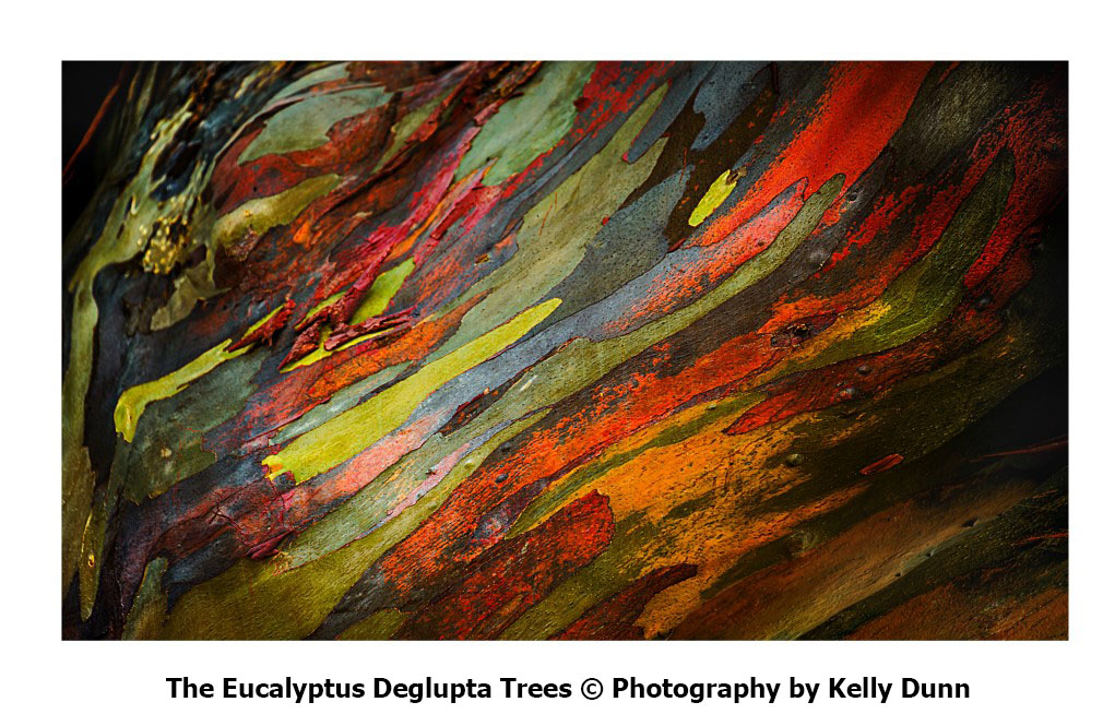 Painted Trees of Hawaii (PTH)