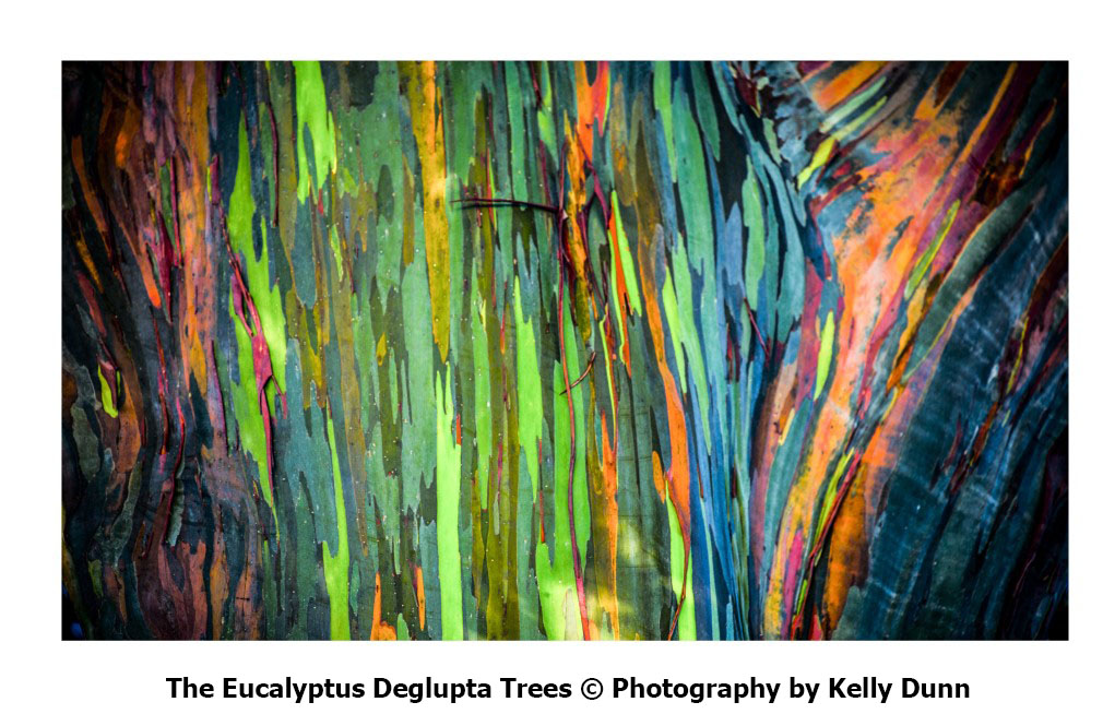 Painted Trees of Hawaii (PTH)