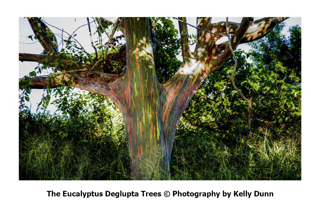 Painted Trees of Hawaii (PTH)