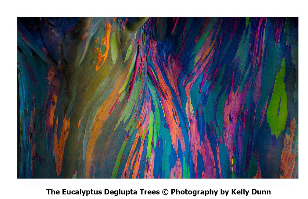 Painted Trees of Hawaii (PTH)