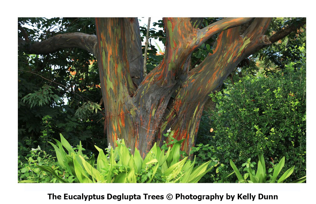 Painted Trees of Hawaii (PTH)